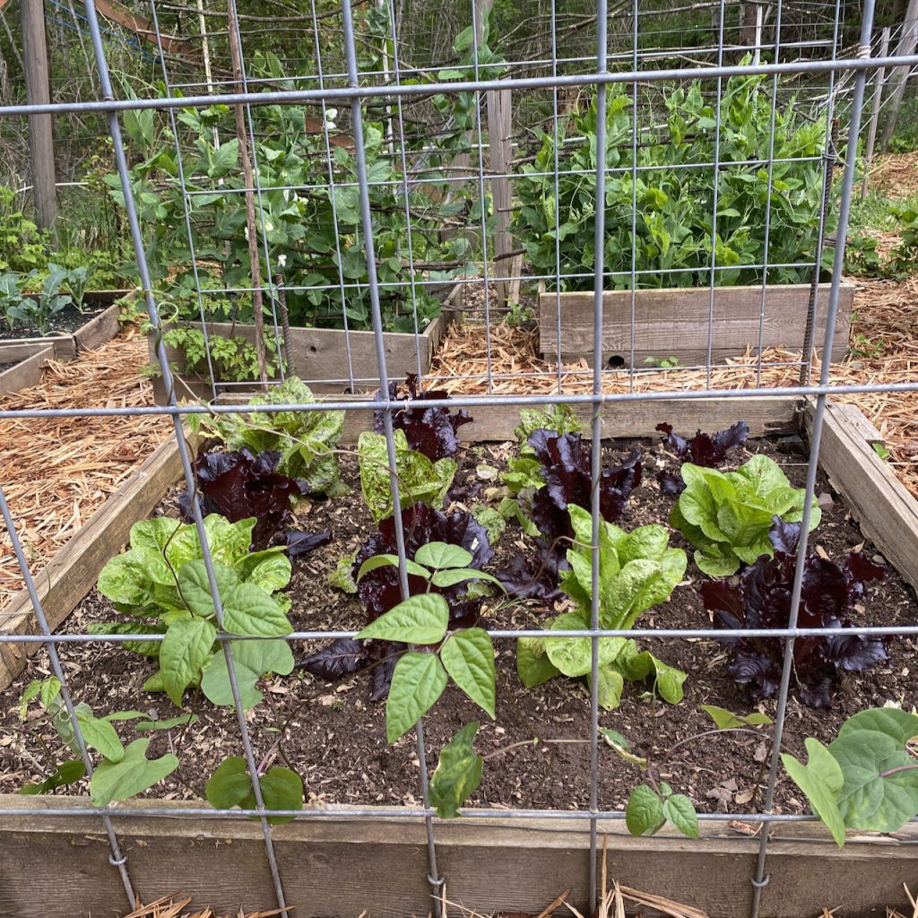 How to Keep Gardens Alive in Intense Heat - Countryside